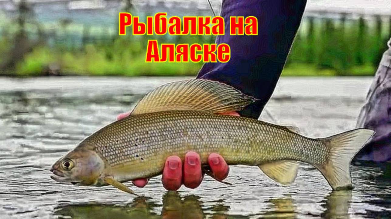 Неделя нахлыстовой рыбалки на Аляске