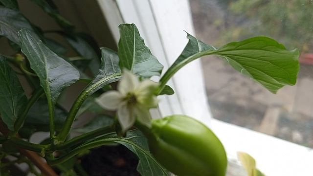 Четыре перца и цветочек на кухне (26.08.2025)