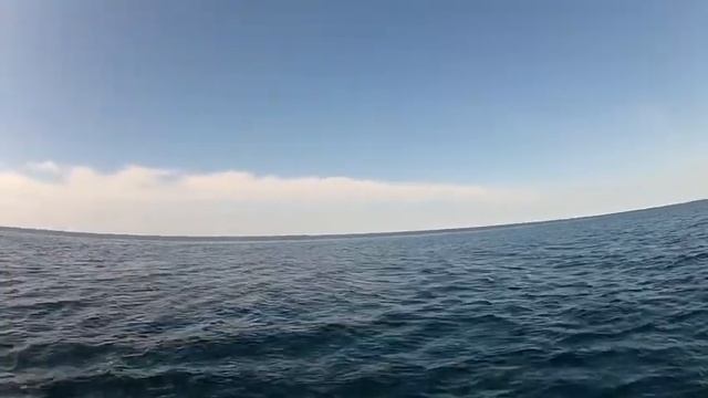 Killer whales