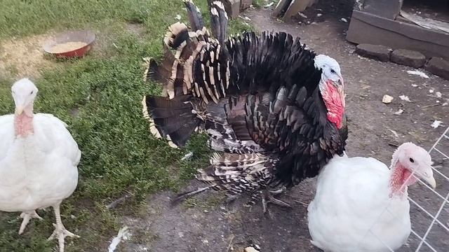 ИНДЮКИ  Отпуск в деревне