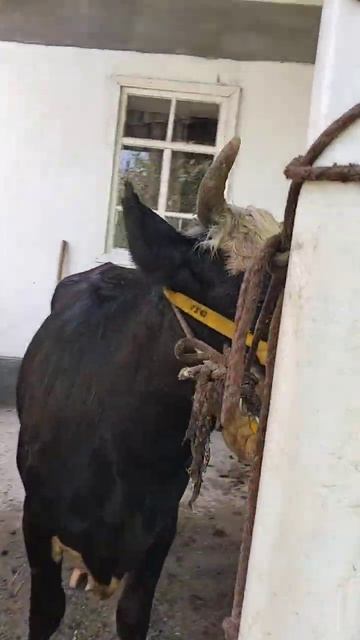 яраславка телка