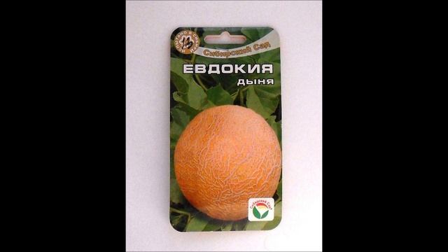 Дыня сорт ЕВДОКИЯ