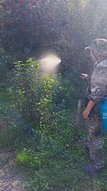 Осенняя обработка культурных растений в саду и на огороде важное дело и залог будущего урожая