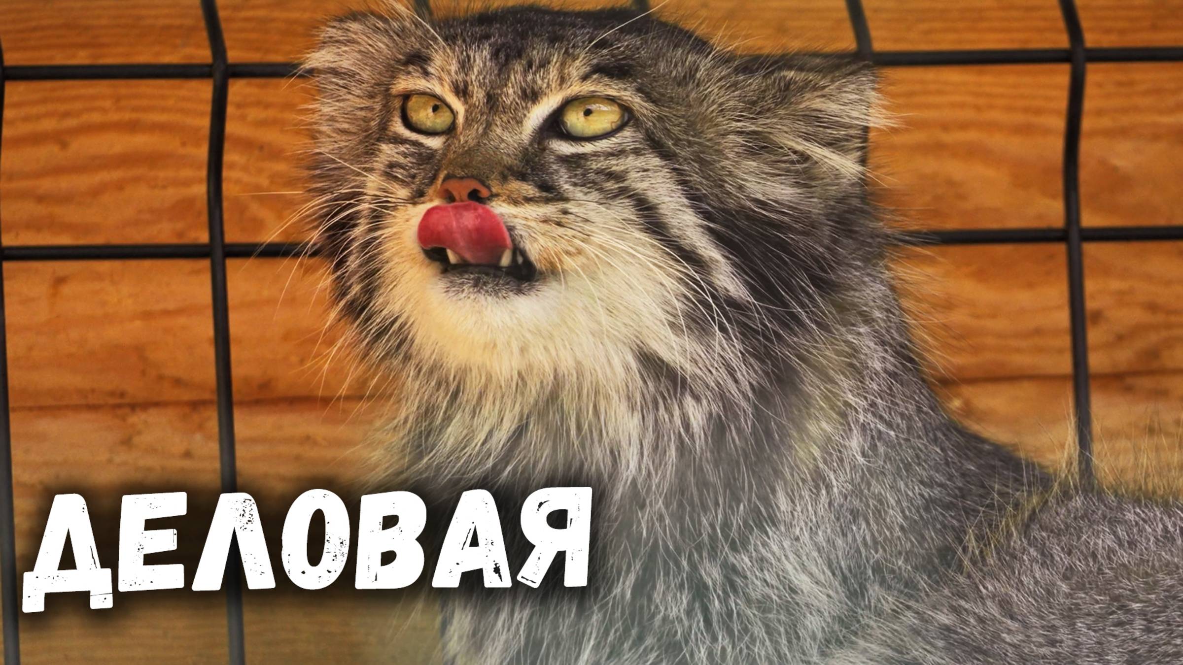 Манул Пепе проснулась, умылась и снова легла спать. Барнаульский зоопарк