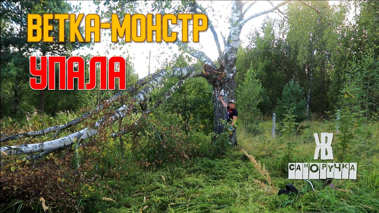 Береза-великанша сломалась! Срочный авральный распил на дрова. ЖКВ Саморучка