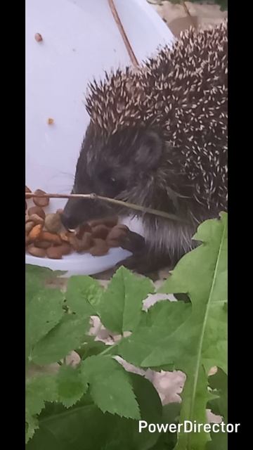 У нас новый гость!