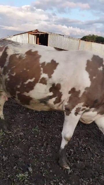 стадо коров на продажу московская область г. Талдом