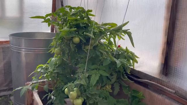 Тиэргэн-2025: Мотрена Саввична, Владимир Брониславович Боглачевтар, Кэнтик