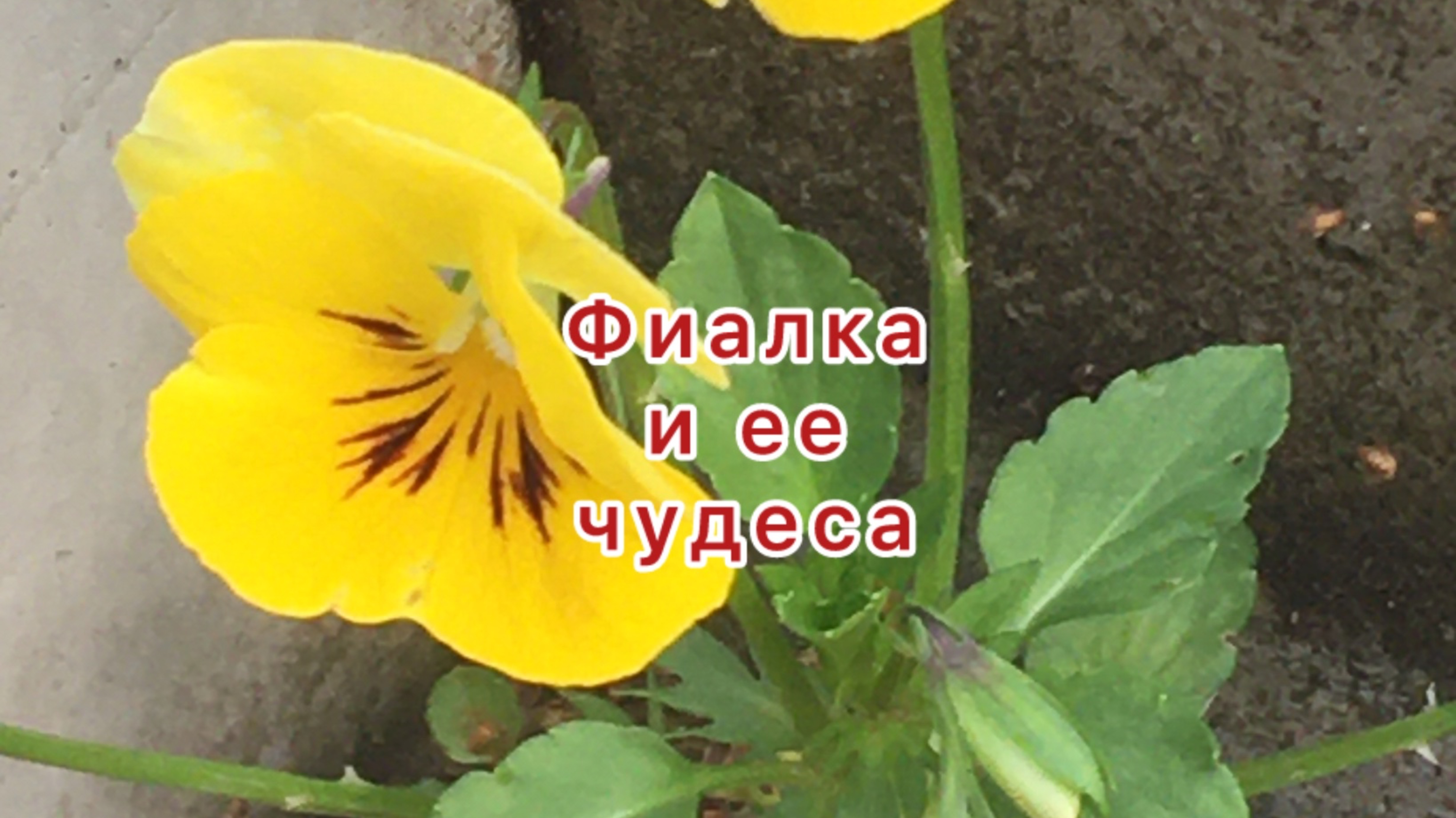 Фиалка и ее чудеса