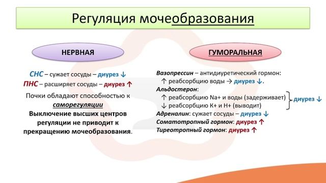 Видео-лекция №21.1 Регуляция мочеобразования и мочевыведения
