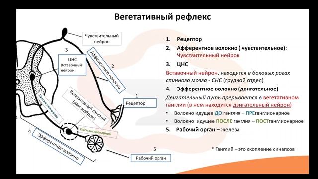 Видео-лекция №7.2 Рефлекторная дуга