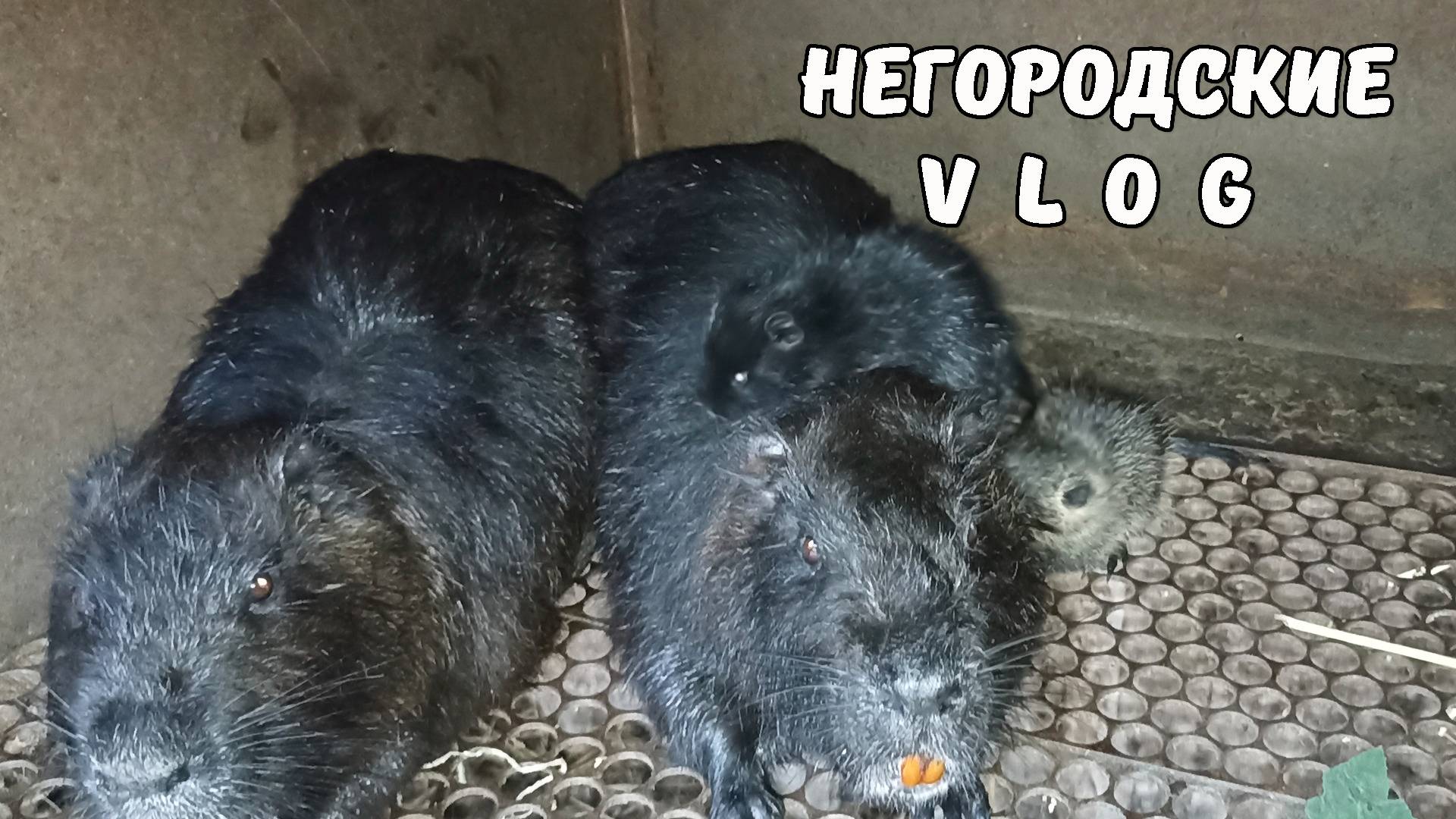 У погоды семь пятниц на неделе... Малыши подрастают. 24.08.25.