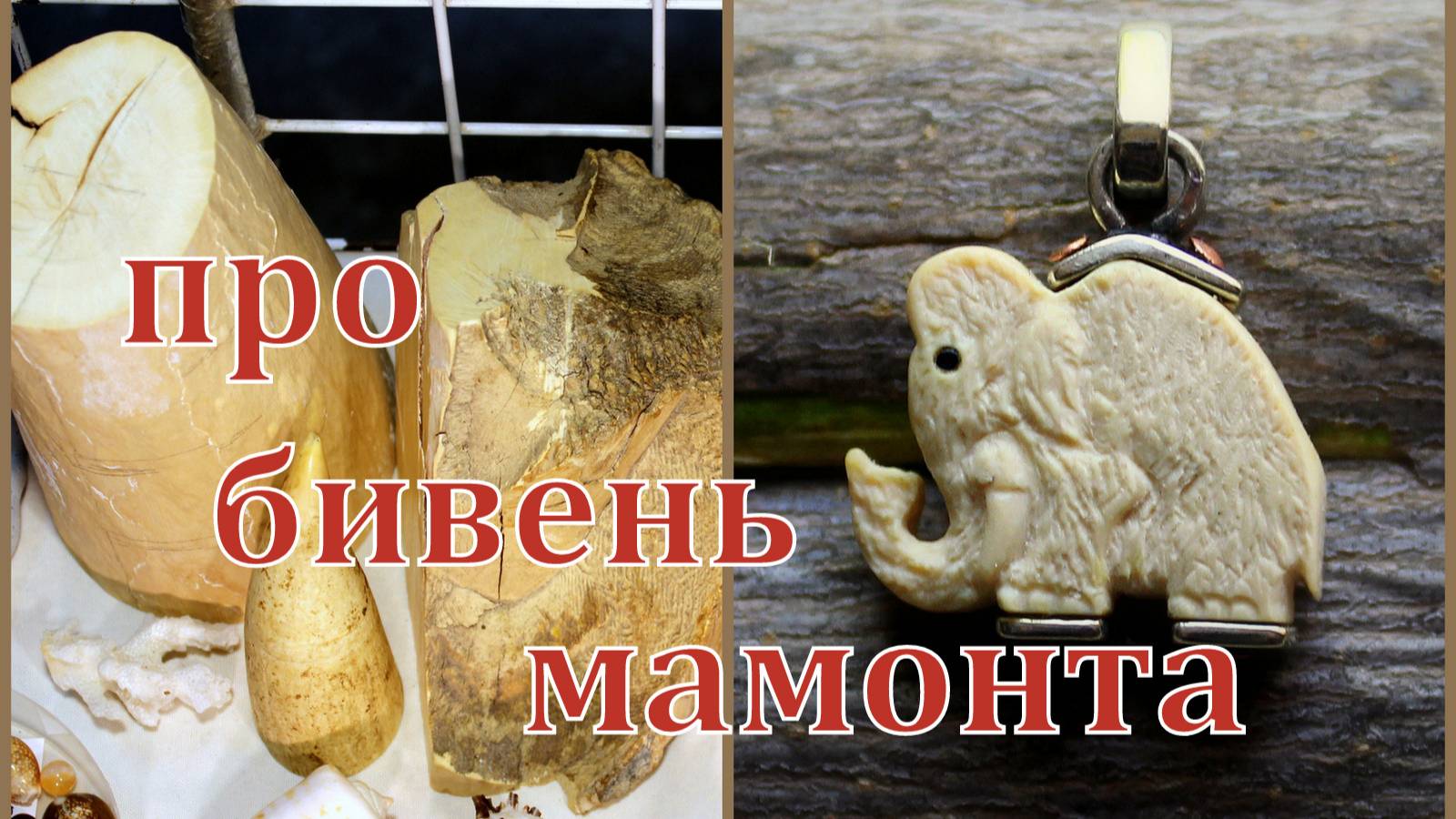 Бивень мамонта. Как отличить от слона.