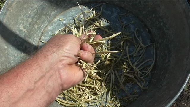 Выращивание пажитника