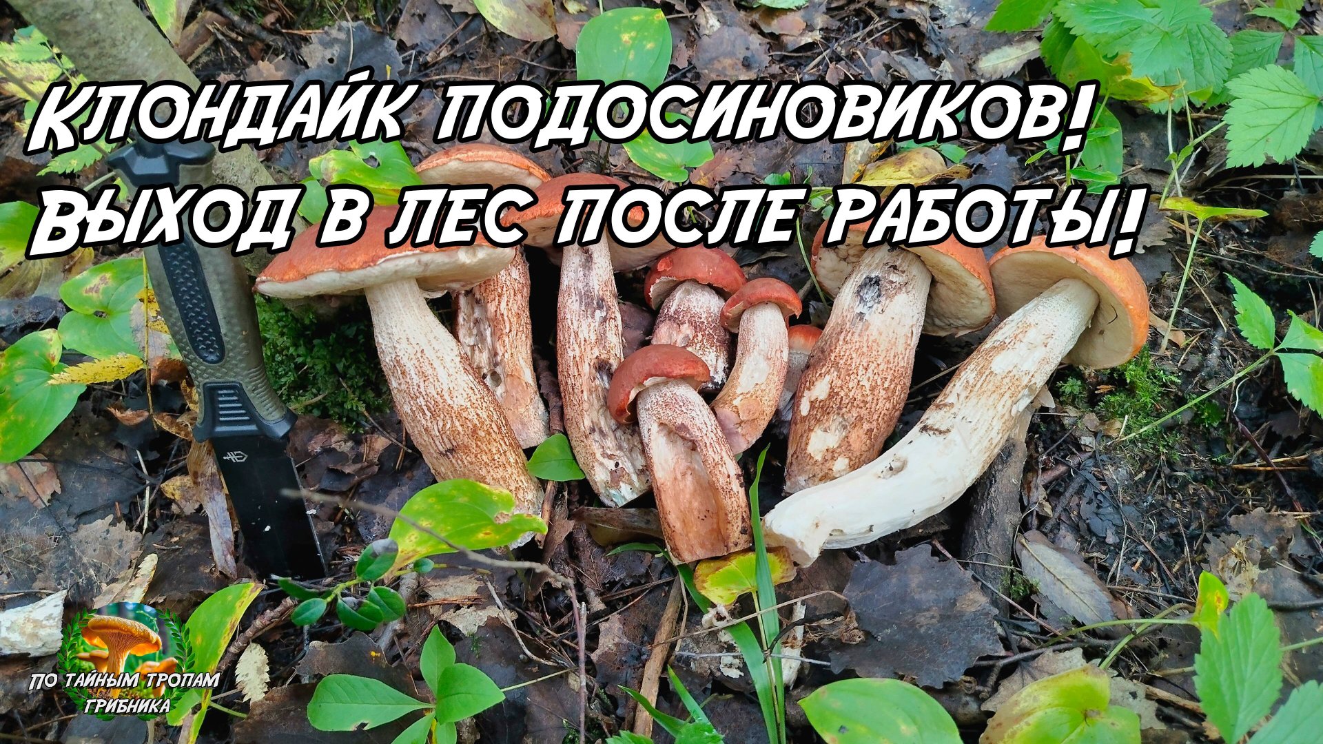 Клондайк подосиновиков! Выход в лес после работы! 27.08.2025