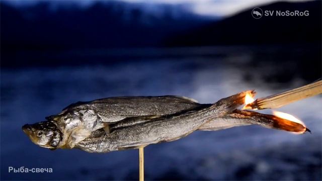 Почему Тихоокеанскому талеихту (Eulachon) — Thaleichthys pacificus дали второе имя «рыба-свеча» ?