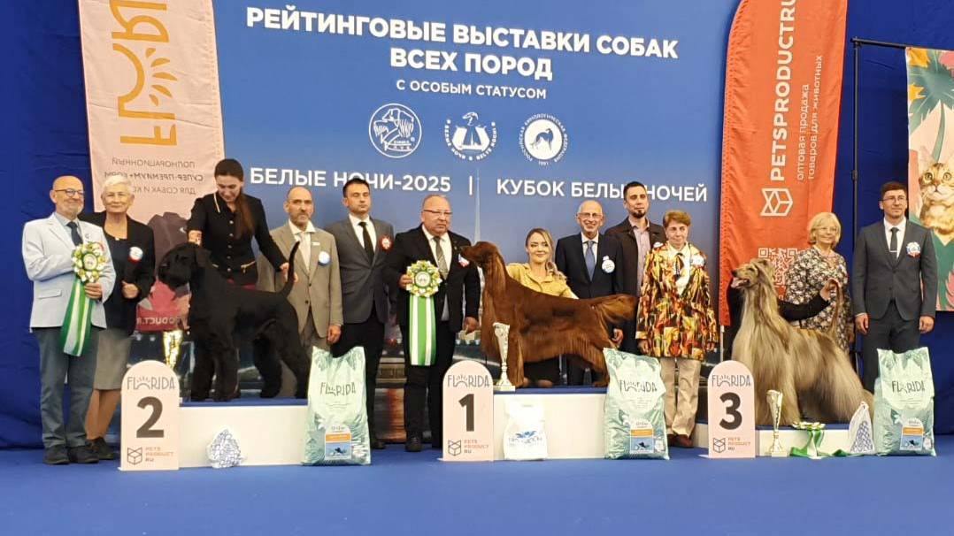 23.08.2025, СПб. Клуб "Кеннел-Клуб СПб" Рейтинговая выставка собак "БЕЛЫЕ НОЧИ-2025" (САС, ЧРКФ)