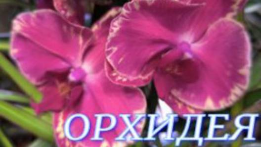 №1112/ ШИКАРНЫЕ свежие ОРХИДЕИ в маг. ОРХИДЕЯ