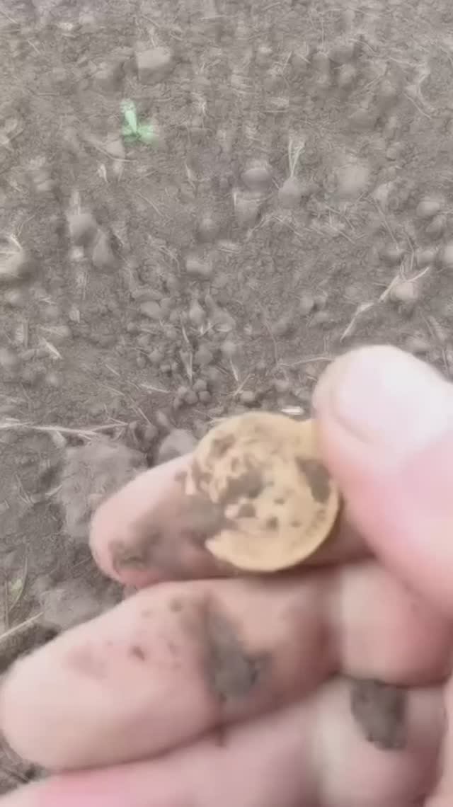 Дождь идёт, а мы копаем!
