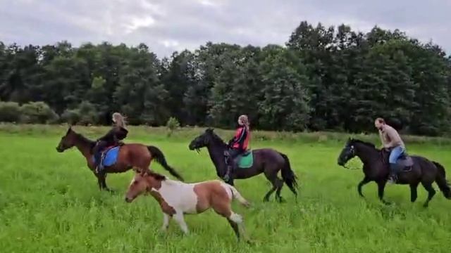 Галопом по полям