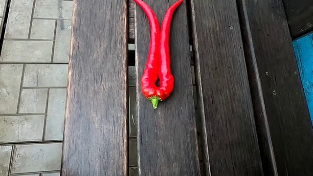 Интересный перец ТУРЕЦКИЕ ЗМЕИ