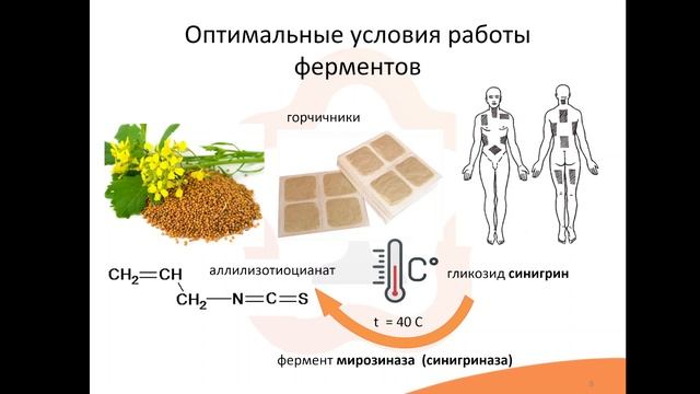 4. Ферменты
