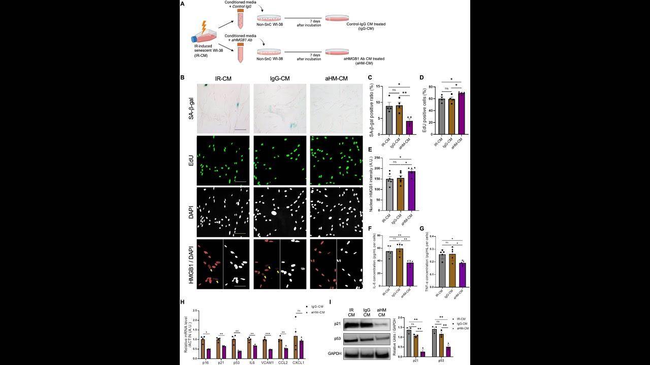 Получен препарат вечной молодости для человека и мышей