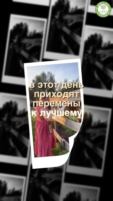 Сегодня 27.08.2025 кормим коров онлайн. Приходите на эфир