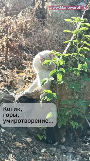 Котик, горы, природа и беззаботность