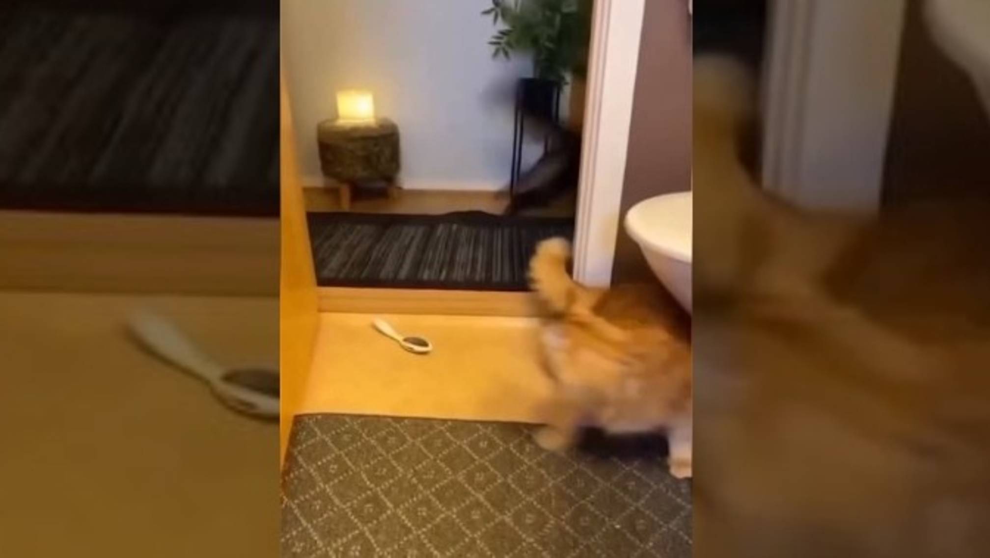 Котиков Вам в ленту #2 😂