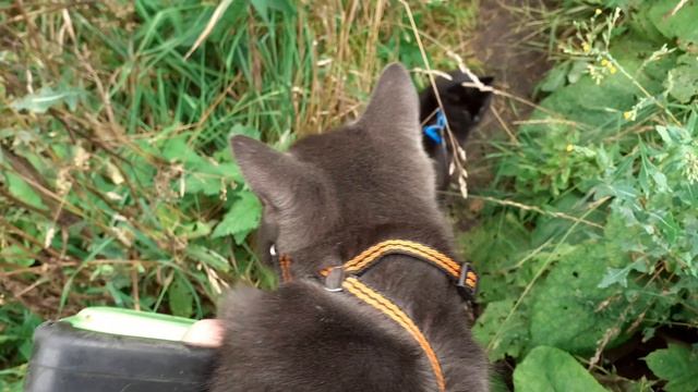 Котики на обходе территории.