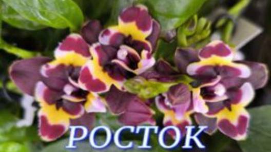 №1113/ СВЕЖИИЕ красивые ОРХИДЕИ в с/ц  РОСТОК