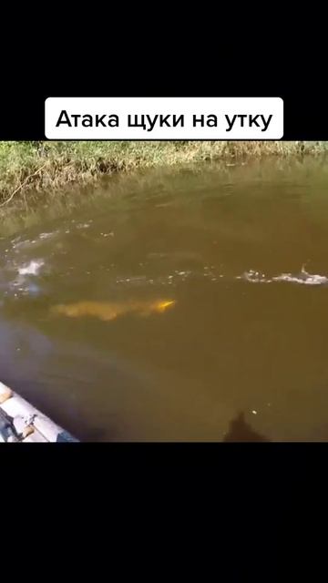 Крупная щука  #рыбалка #природа #fishing #рекомендации