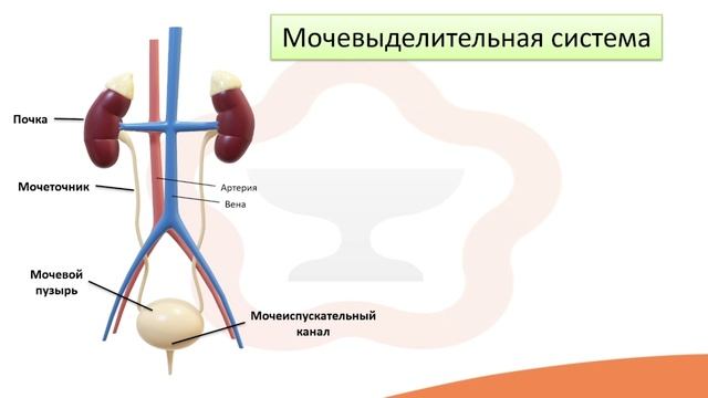Видео-лекция №20.1 Общие сведения о мочевыделительной системе