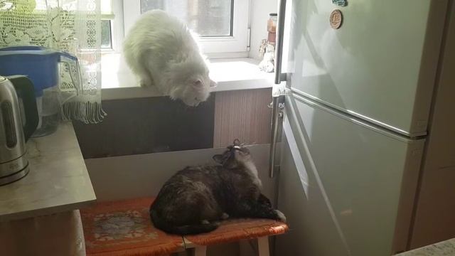 Леся и Сёма - "Сказала, отвяжись"!!!