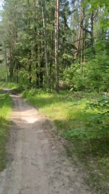 Прогулки по лесу