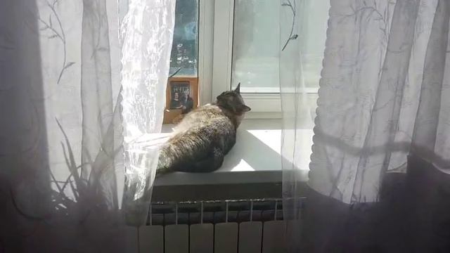 Леся и Сёма - Тебе подоконник и мне - подоконник!