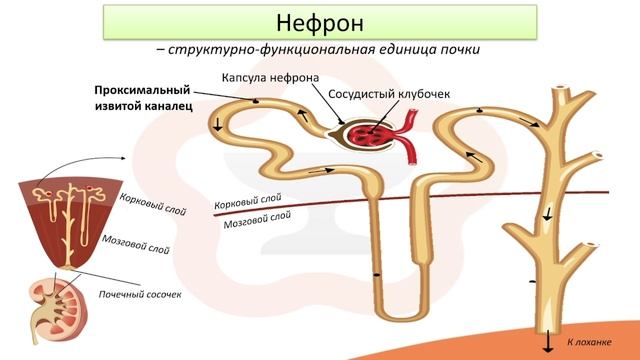 Видео-лекция №20.2 Строение мочевыделительной системы