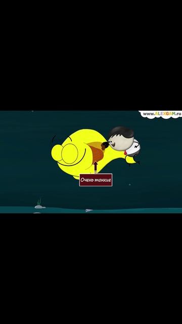 Как рыбы дышат под водой?