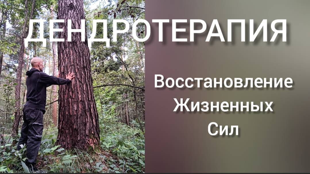 Природа исцеляет! Дендротерапия. Как правильно взаимодействовать с деревьями!