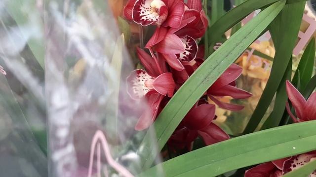 28.08.2025г. Обзор орхидей в с/ц Планета лета.