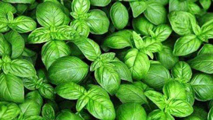 Базилик. Маринкины творинки. Всем МИРА и Добра!