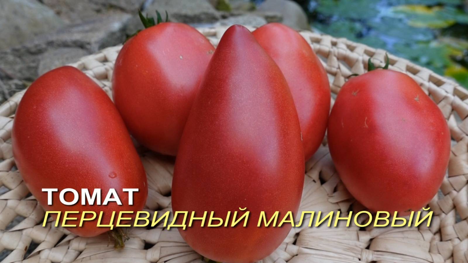 Томат ПЕРЦЕВИДНЫЙ МАЛИНОВЫЙ. Обзор сортов ТОМАТОВ!
