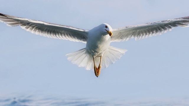 Звук природы. Природа. Море. Волны, шторм. Крик чаек для расслабления