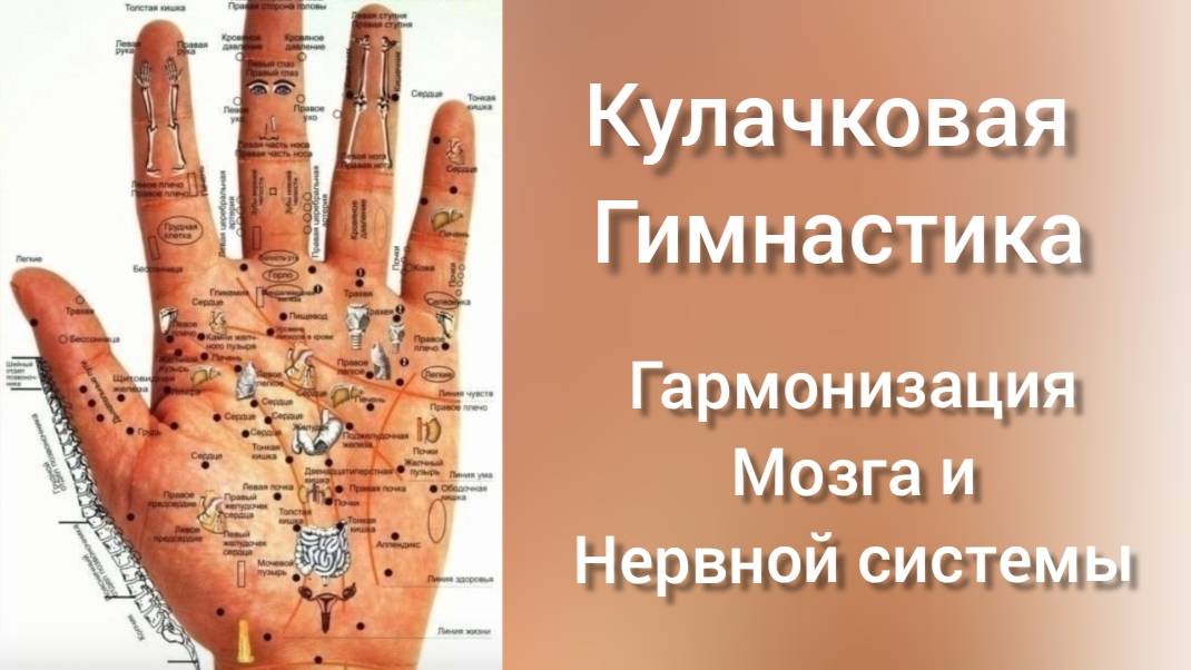 Кулачковая гимнастика для здоровья. Массаж и Нервная система. Массаж в городе Балашиха. Москва.
