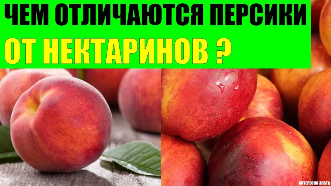Чем отличаются персики от нектаринов?