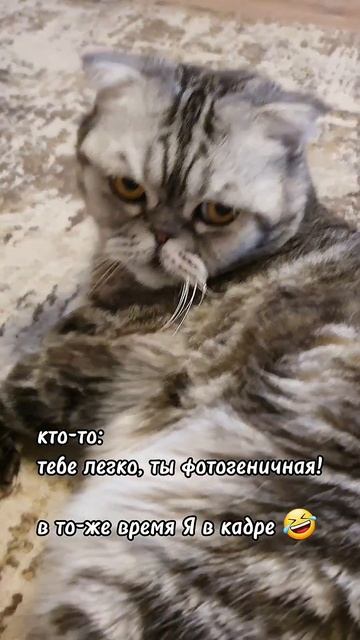 КотоКадры
