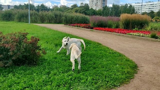 Братская встреча  Юджиновичей - Ахиллеса и Морти  28 августа 2025