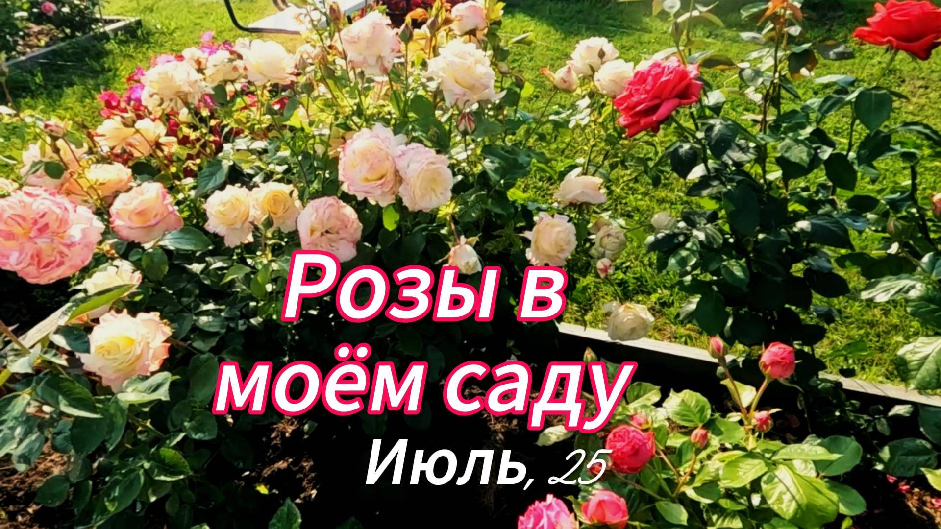 Вспоминаю цветение роз в саду в июле. Присоединяйтесь.