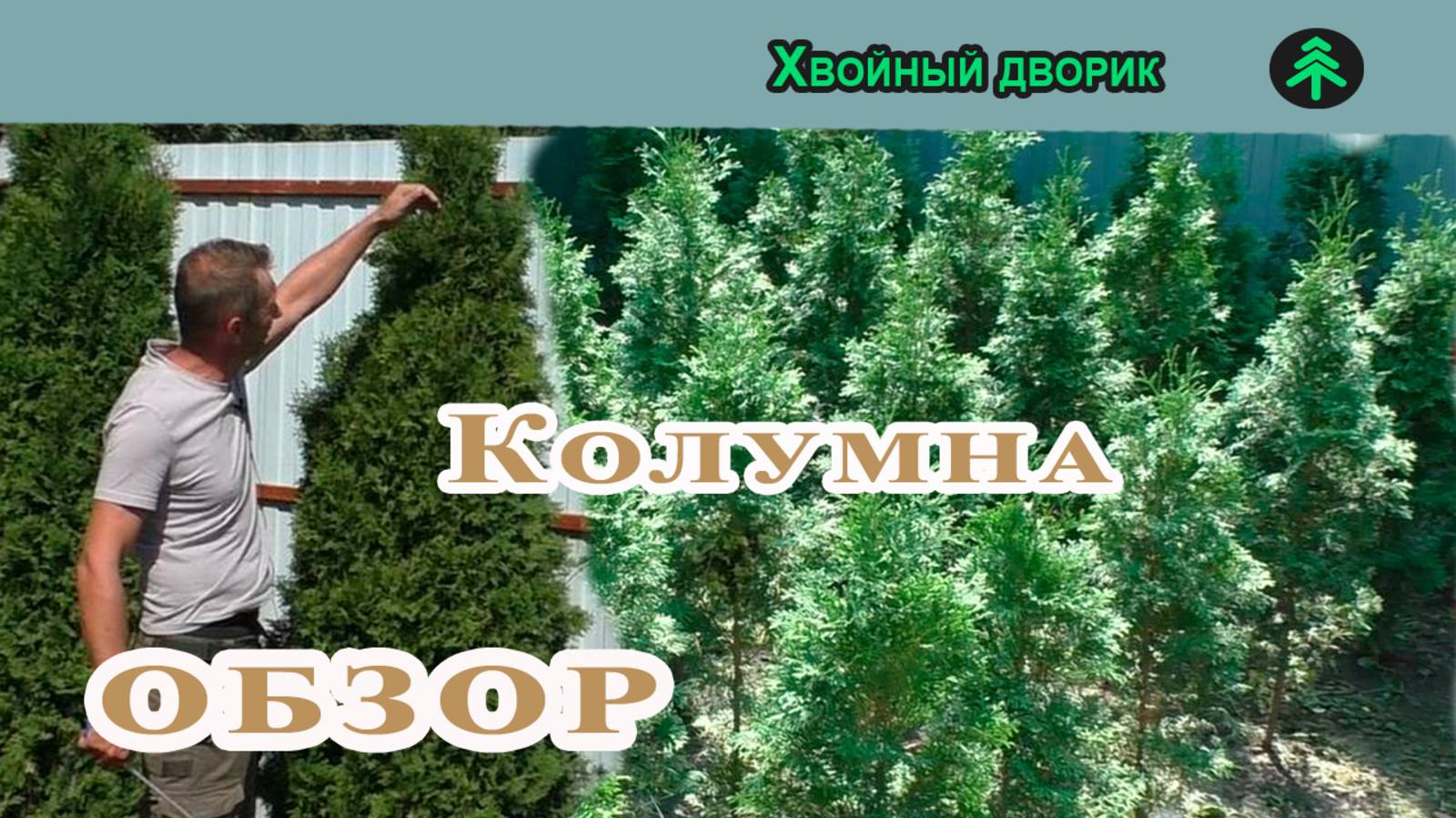 Туя колоновидная «Колумна» (обзор). Самовывоз, питомник «Хвойный дворик».